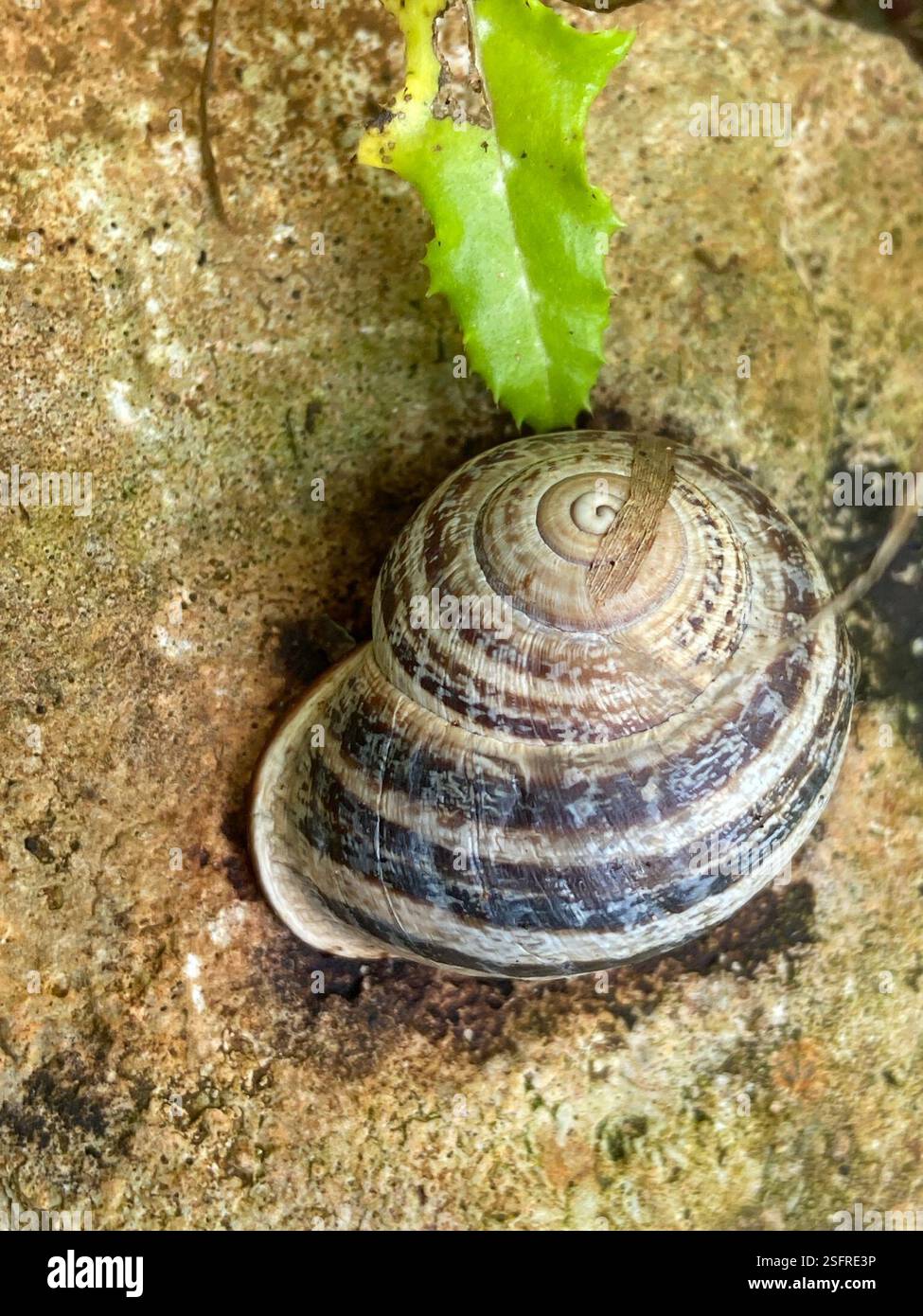 Milk Snail (Otala lactea), Mollusca, Mallorca, Santanyí, Balearen, ES ...