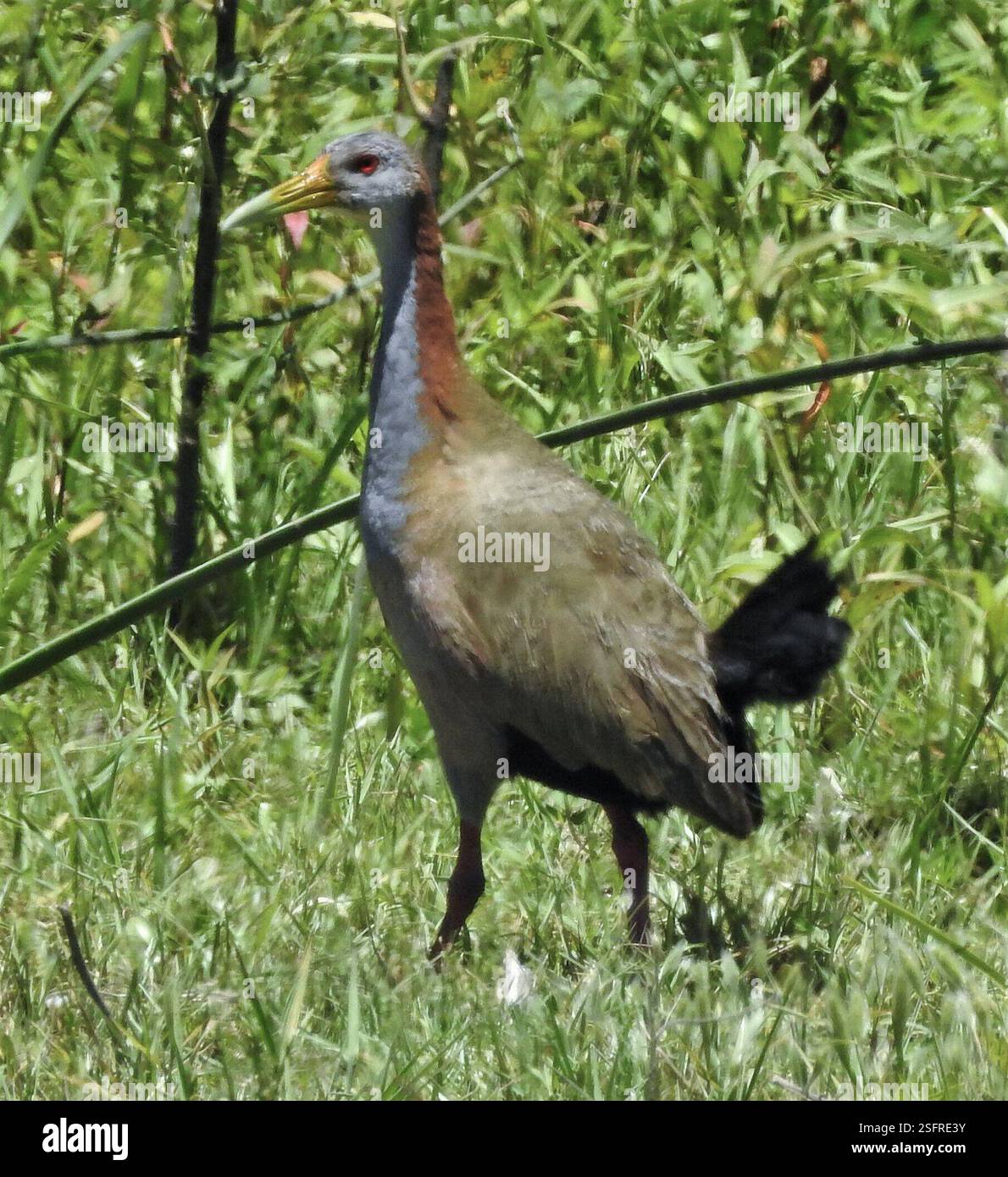Giant Wood-Rail (Aramides ypecaha), Aves, Islas del Ibicuy, Entre Ríos ...