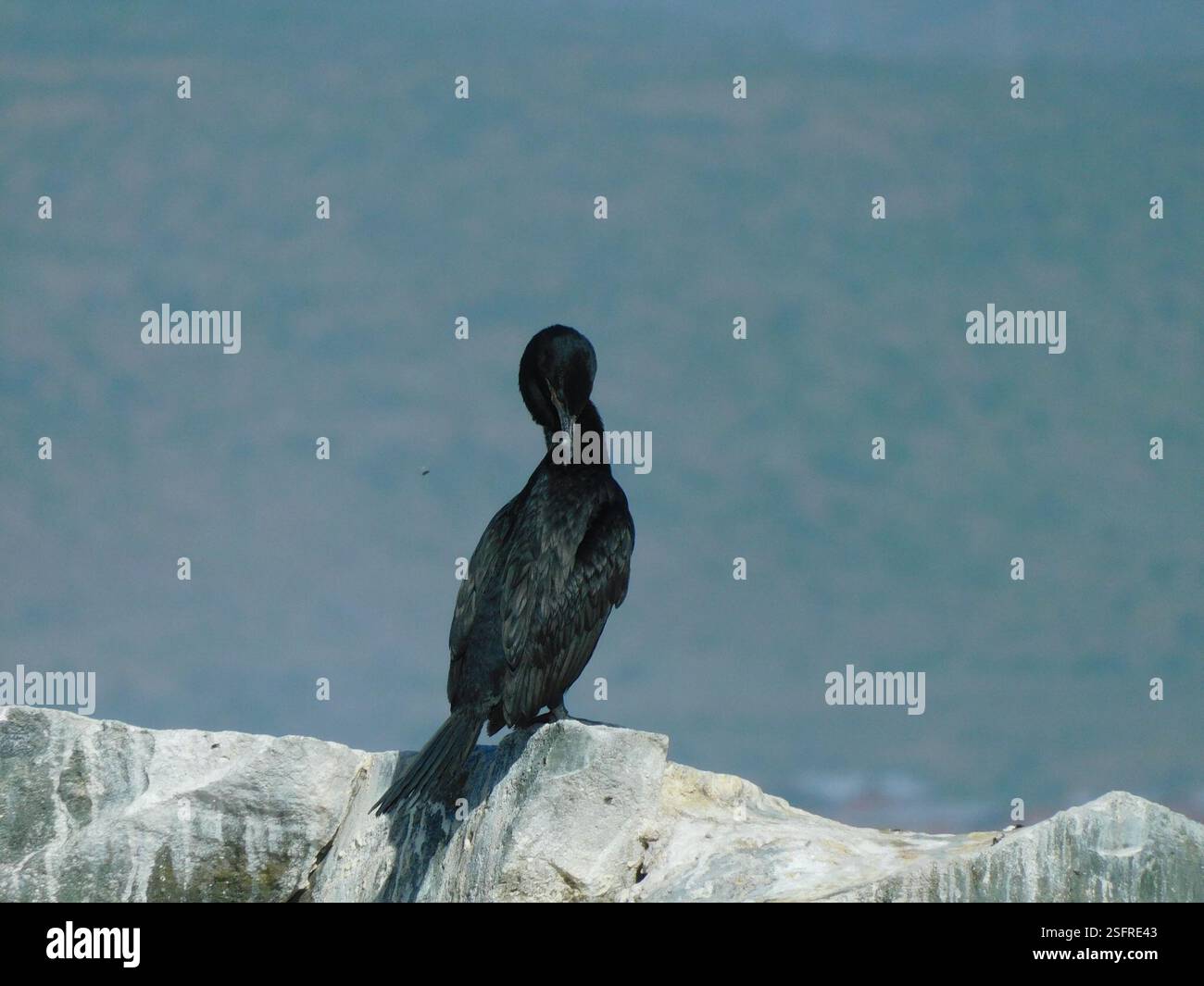 Neotropic Cormorant (Nannopterum brasilianum), Aves, Chile Stock Photo ...
