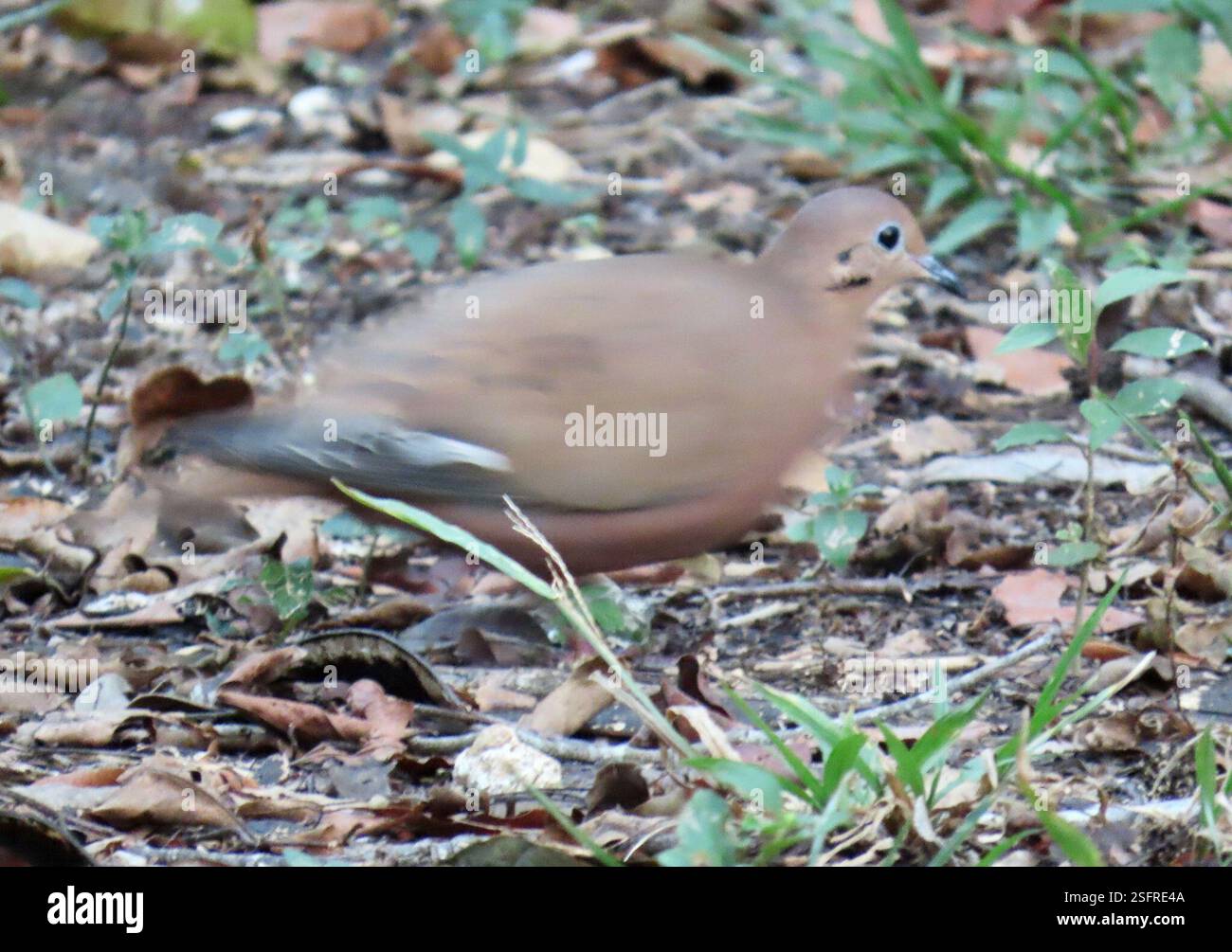 Zenaida Dove (Zenaida aurita), Aves, Carretera Playa Girón - Yaguaramas ...