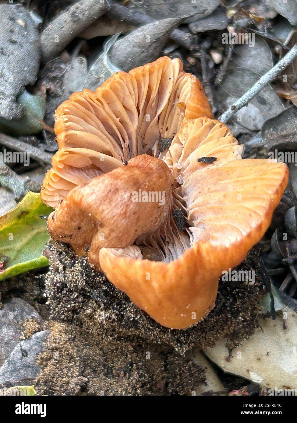 Candy Cap (Lactarius rubidus), Fungi, Los Osos, CA, US Stock Photo - Alamy
