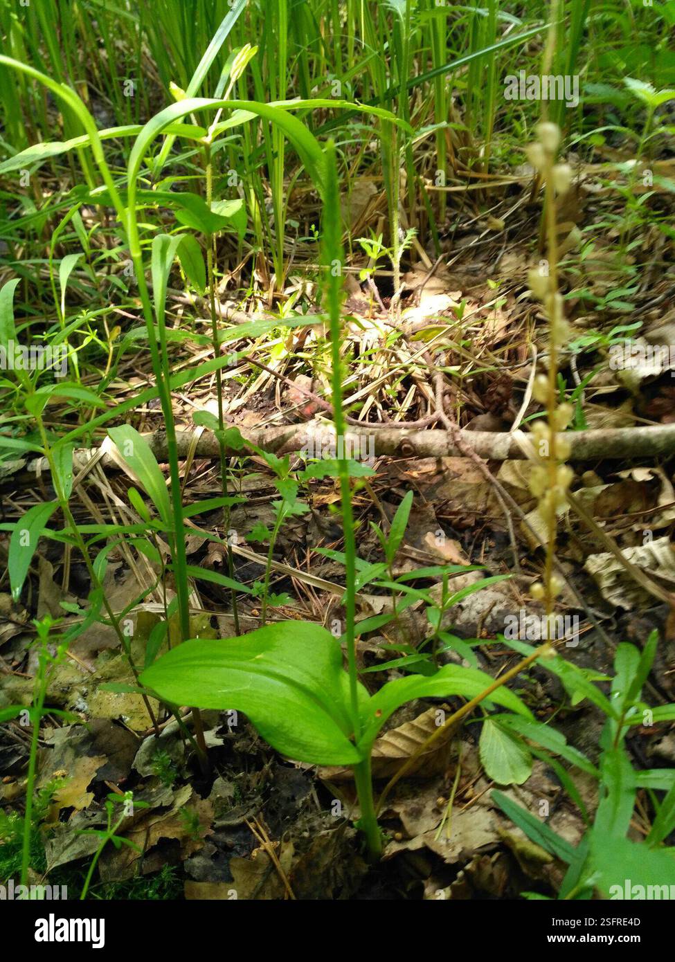 White Adder's Mouth (Malaxis monophyllos), Plantae ...