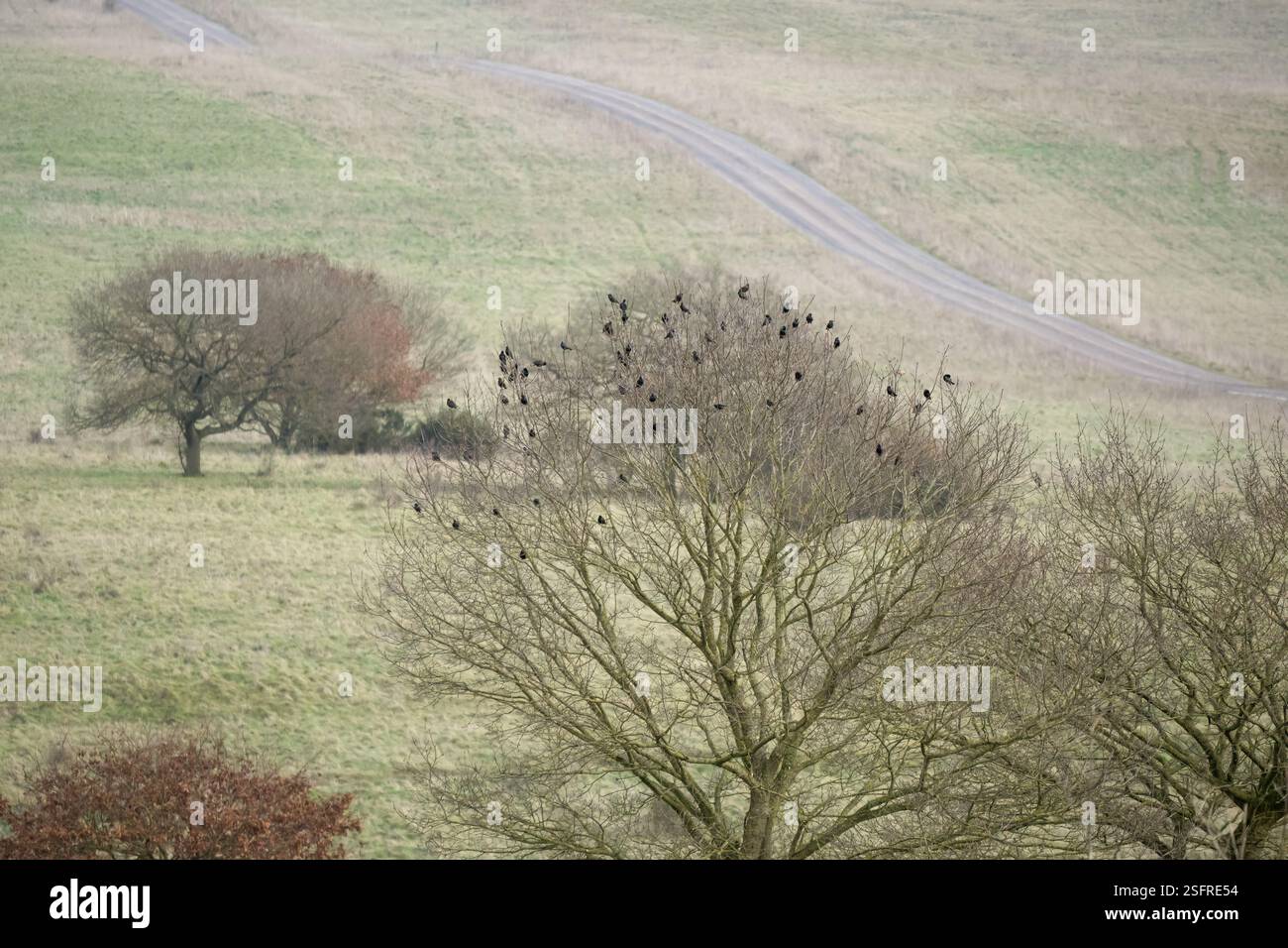 a large flock of winter starlings (Sturnus vulgaris Stock Photo - Alamy