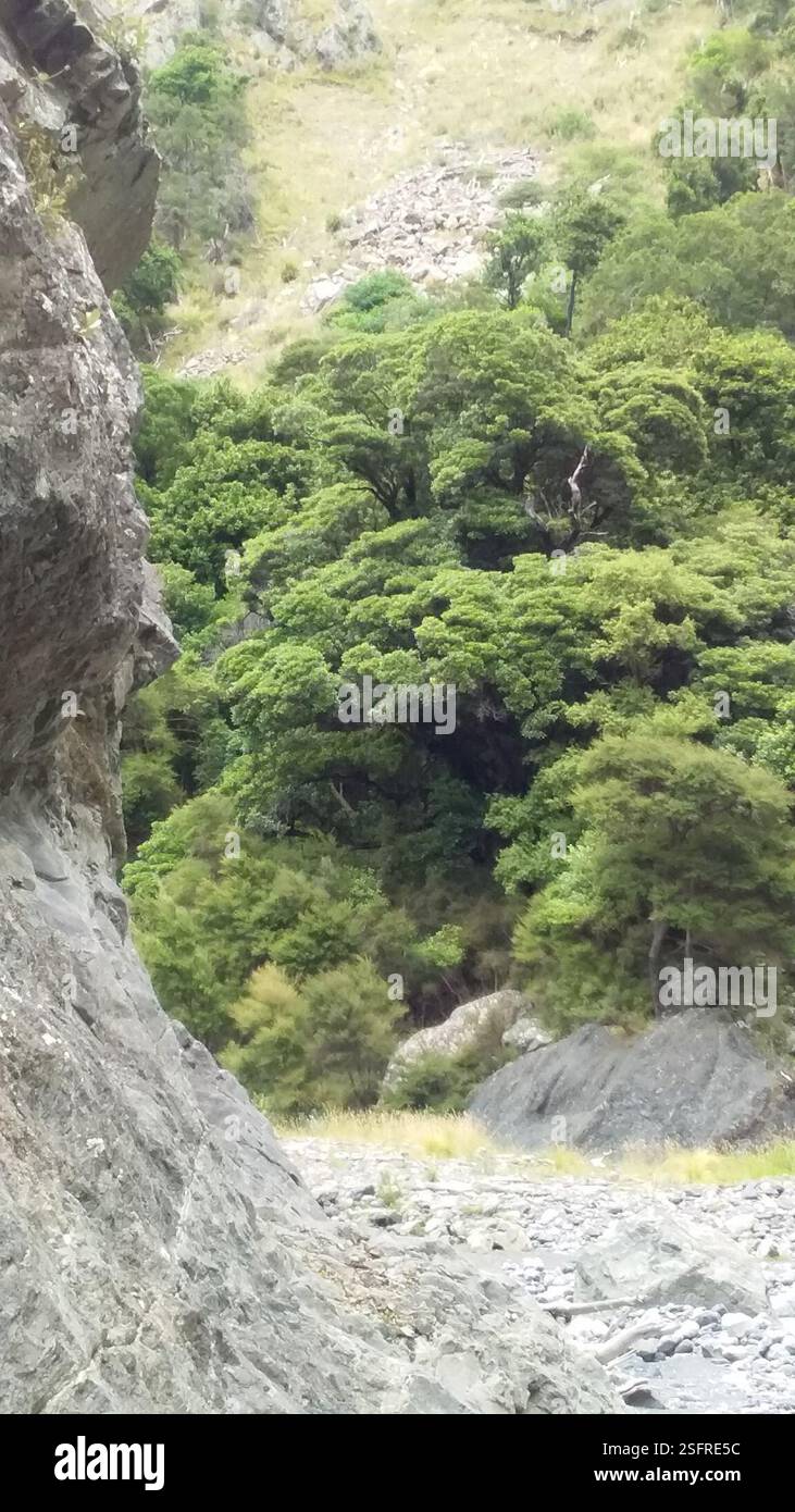 Hinau (Elaeocarpus dentatus), Plantae, Waipapa Bay 7371, New Zealand ...