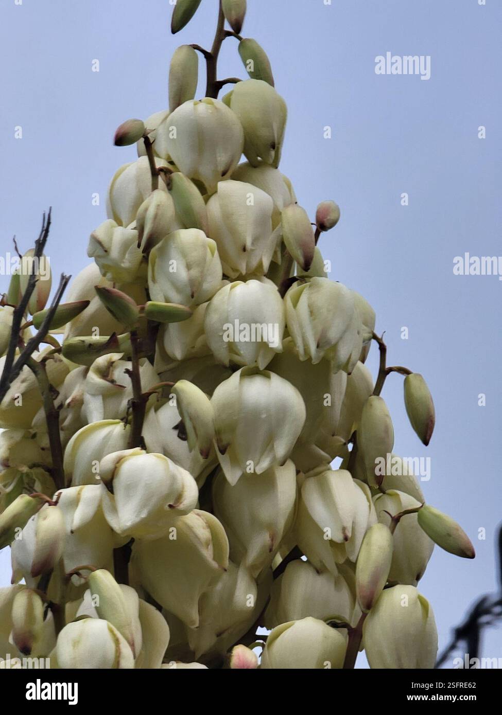 moundlily yucca (Yucca gloriosa), Plantae, Greymouth 7805, New Zealand ...
