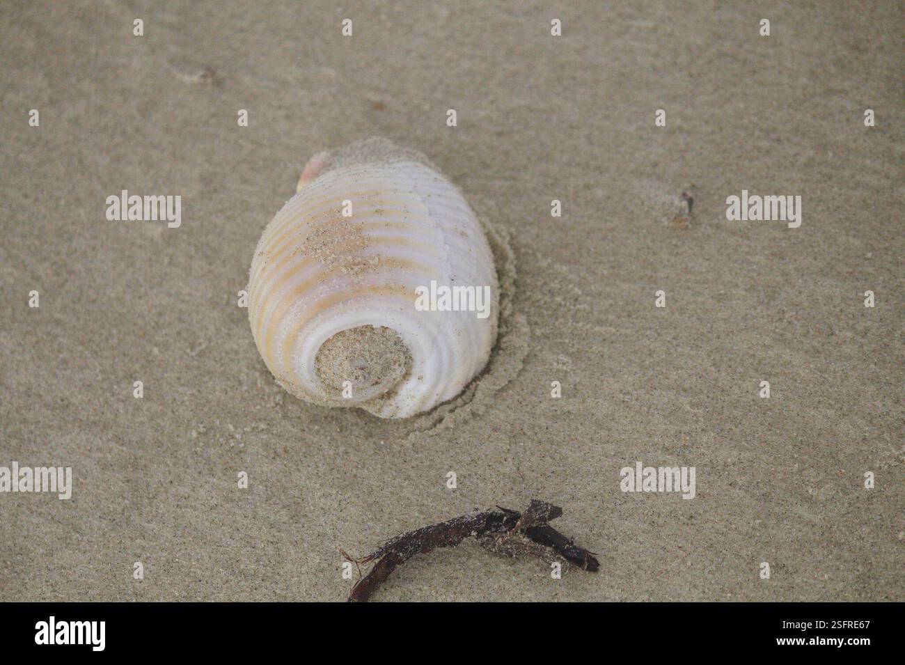 Giant Tun Snail (Tonna galea), Mollusca, Praia do Cassino - RS, Brazil ...