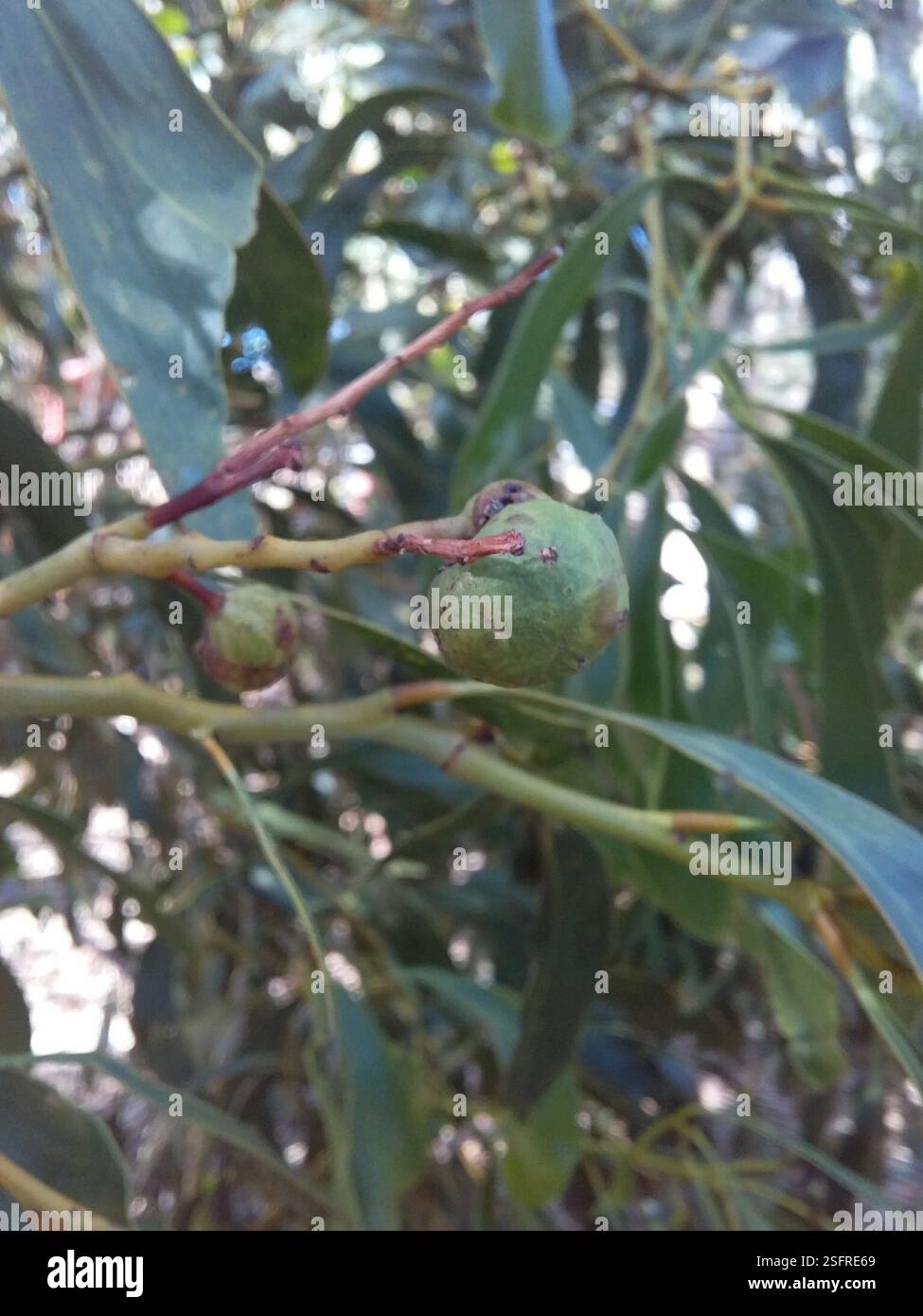 Golden Wattle Gall Wasp (Trichilogaster signiventris), Insecta, Stop 12 ...