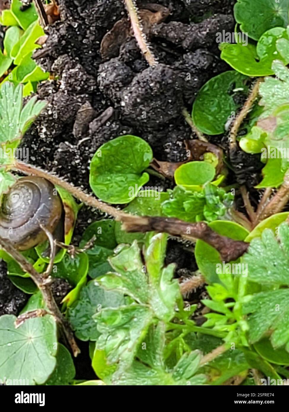 (Helicina), Mollusca, 2185 Bellmead Circle Stock Photo - Alamy