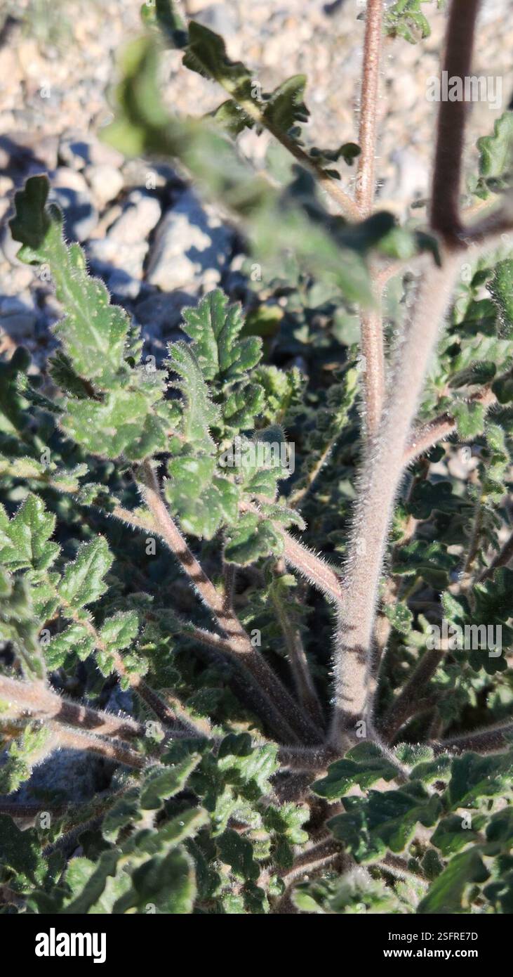 Notch-leaf Scorpionweed (Phacelia crenulata), Plantae, Riverside County ...