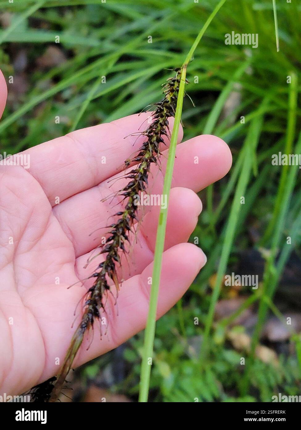 Bastard Grass (Carex uncinata), Plantae, Awatuna, New Zealand Stock ...