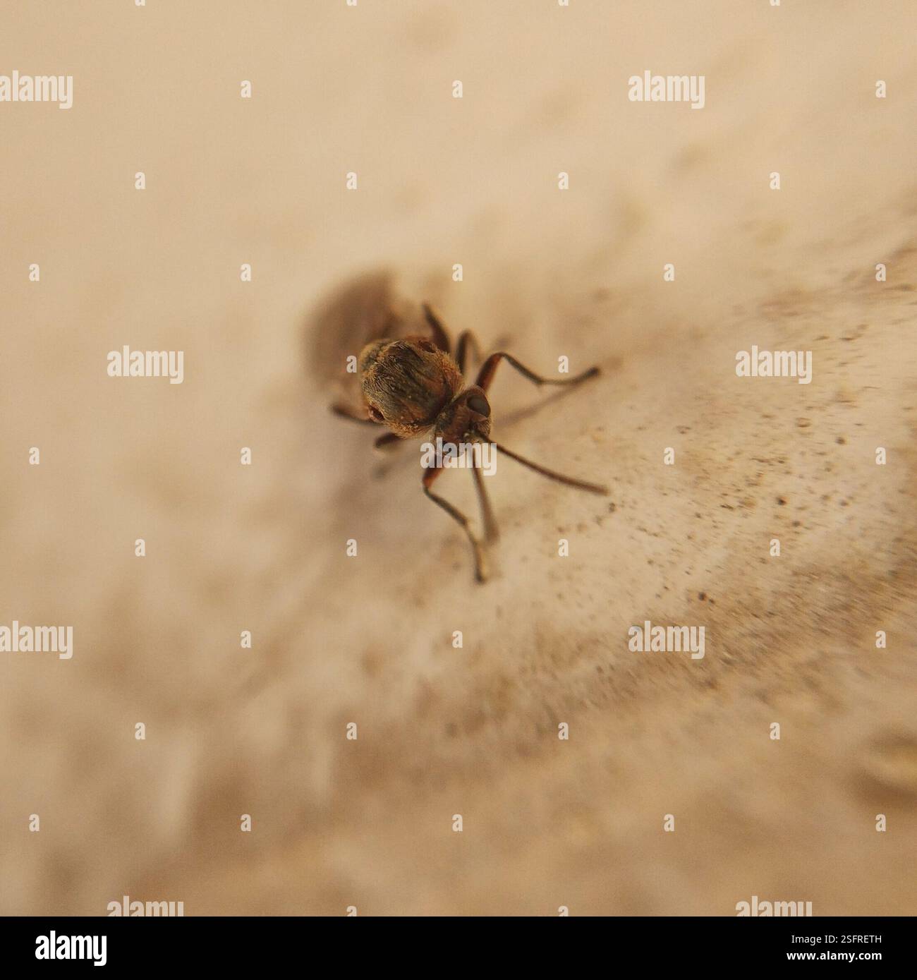 Gall Wasps (Cynipidae), Insecta, Vitosha Metrostation, 1407 Hladilnika ...