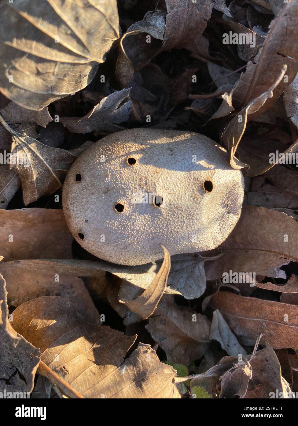 Pepper Pot (Myriostoma coliforme), Fungi, County Road 202, Cameron, TX ...