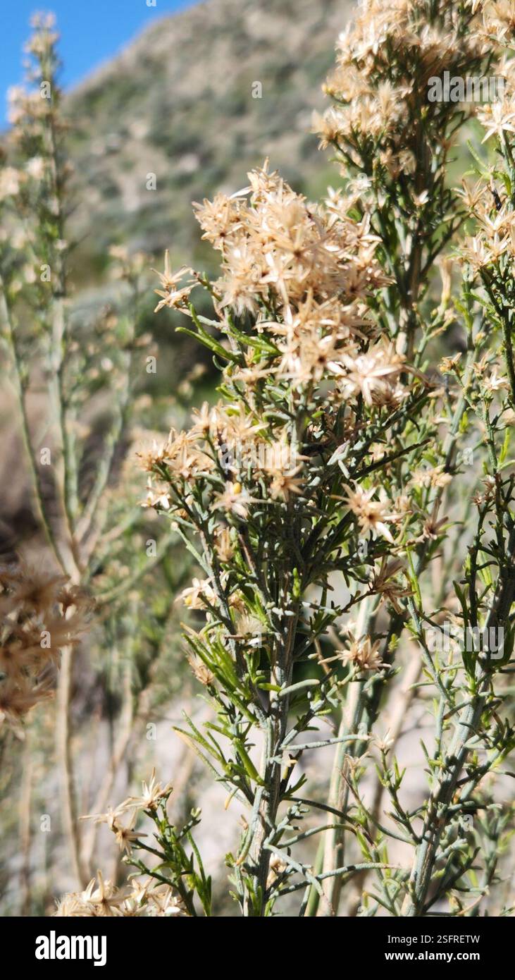 Black-banded Rabbitbrush (Ericameria paniculata), Plantae, Riverside ...