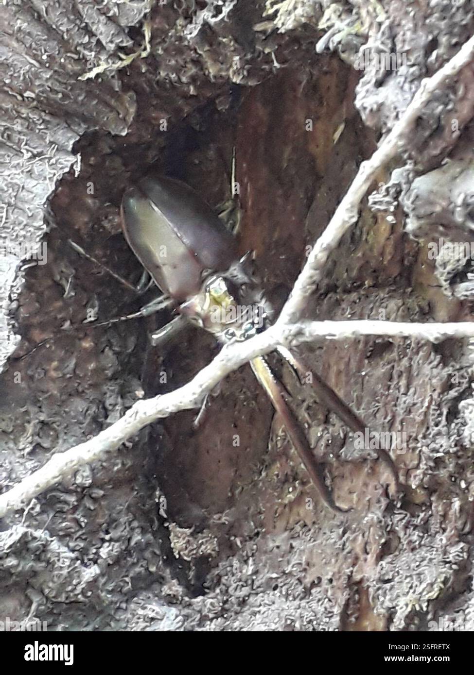 Chilean Stag Beetle (Chiasognathus grantii), Insecta, Пукон, Араукания ...