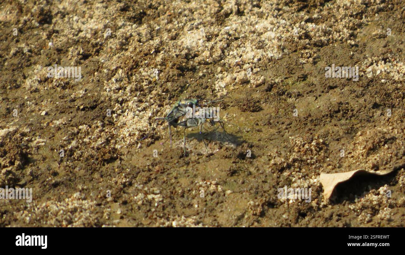 (Calomera funerea), Insecta, Чианг Май, Таиланд Stock Photo - Alamy