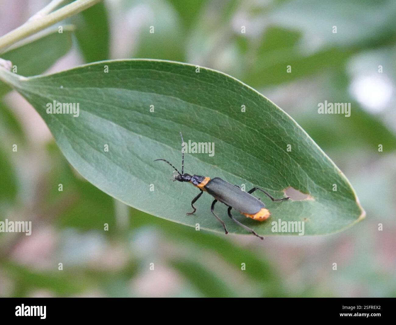 Plague Soldier Beetle (Chauliognathus lugubris), Insecta, Heathmont VIC ...