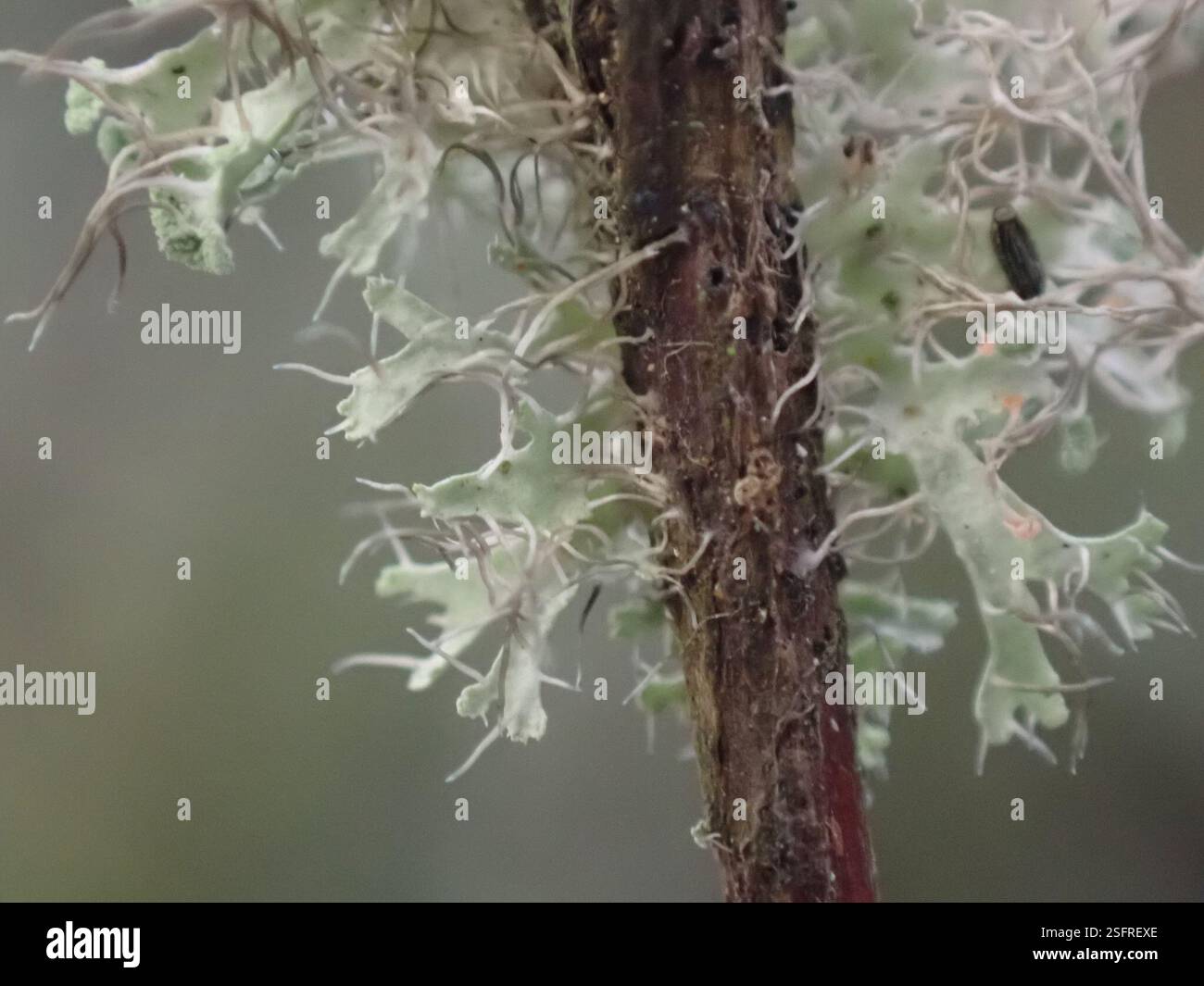 Fringed Rosette Lichen (Physcia tenella), Fungi, Colwood, BC, Canada ...