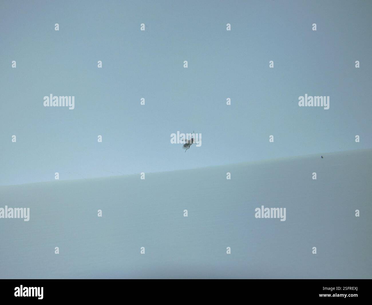 False chinch bugs (Nysius), Insecta, Hobart TAS, Australia Stock Photo ...