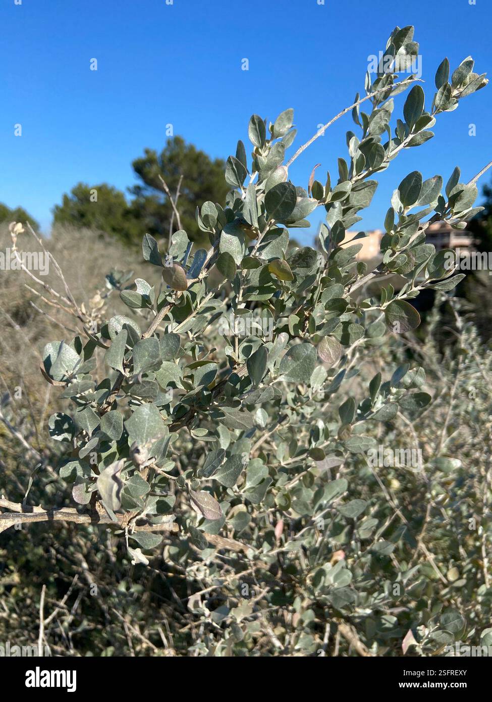 Mediterranean Saltbush (Atriplex halimus), Plantae, Mallorca, Ses ...