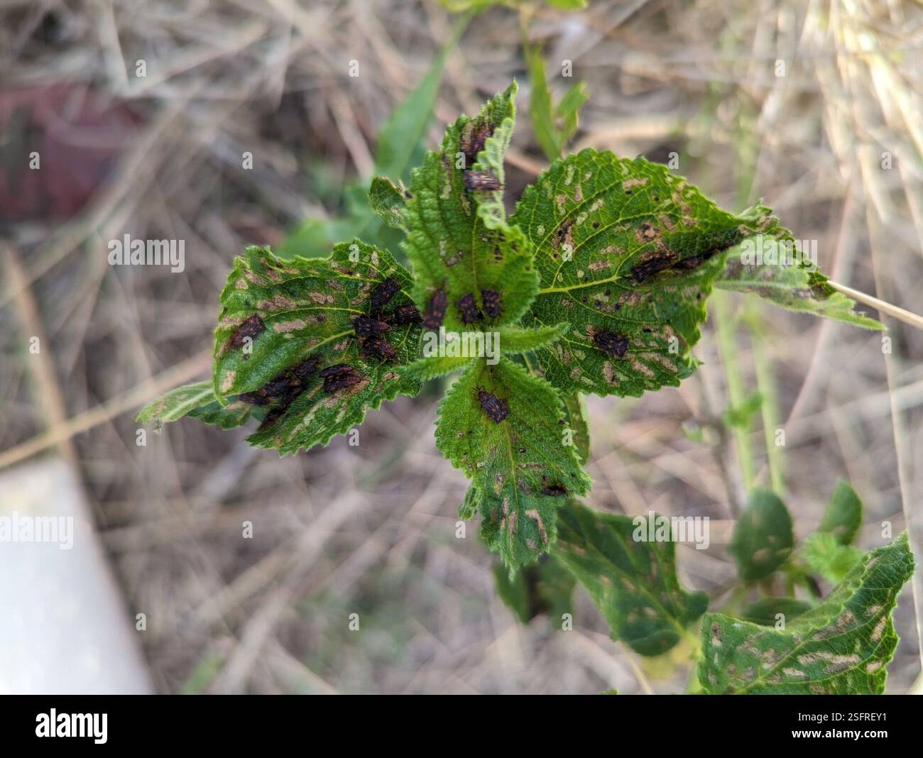 Lantana Hispid (Uroplata girardi), Insecta, Esk QLD 4312, Australia ...