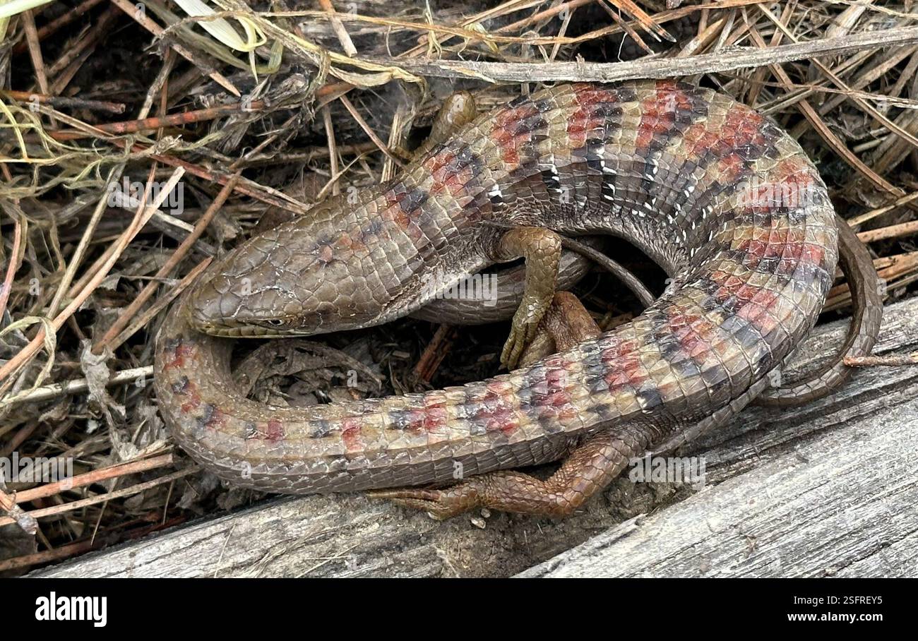 Southern Alligator Lizard (Elgaria multicarinata), Reptilia, La Honda ...