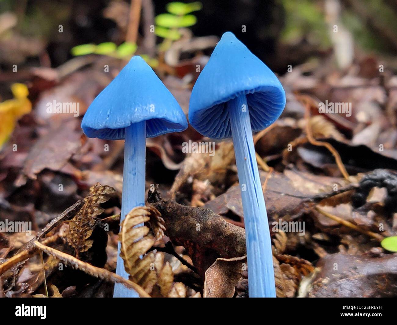 blue pinkgill (Entoloma hochstetteri), Fungi, Turiwhate 7875, New ...