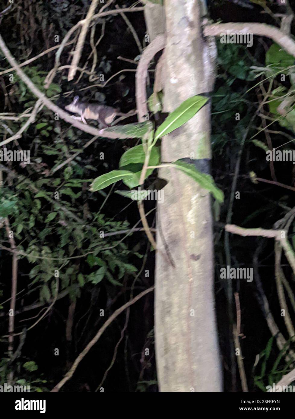Dark Four-eyed Opossum (Philander melanurus), Mammalia, Corregimiento ...