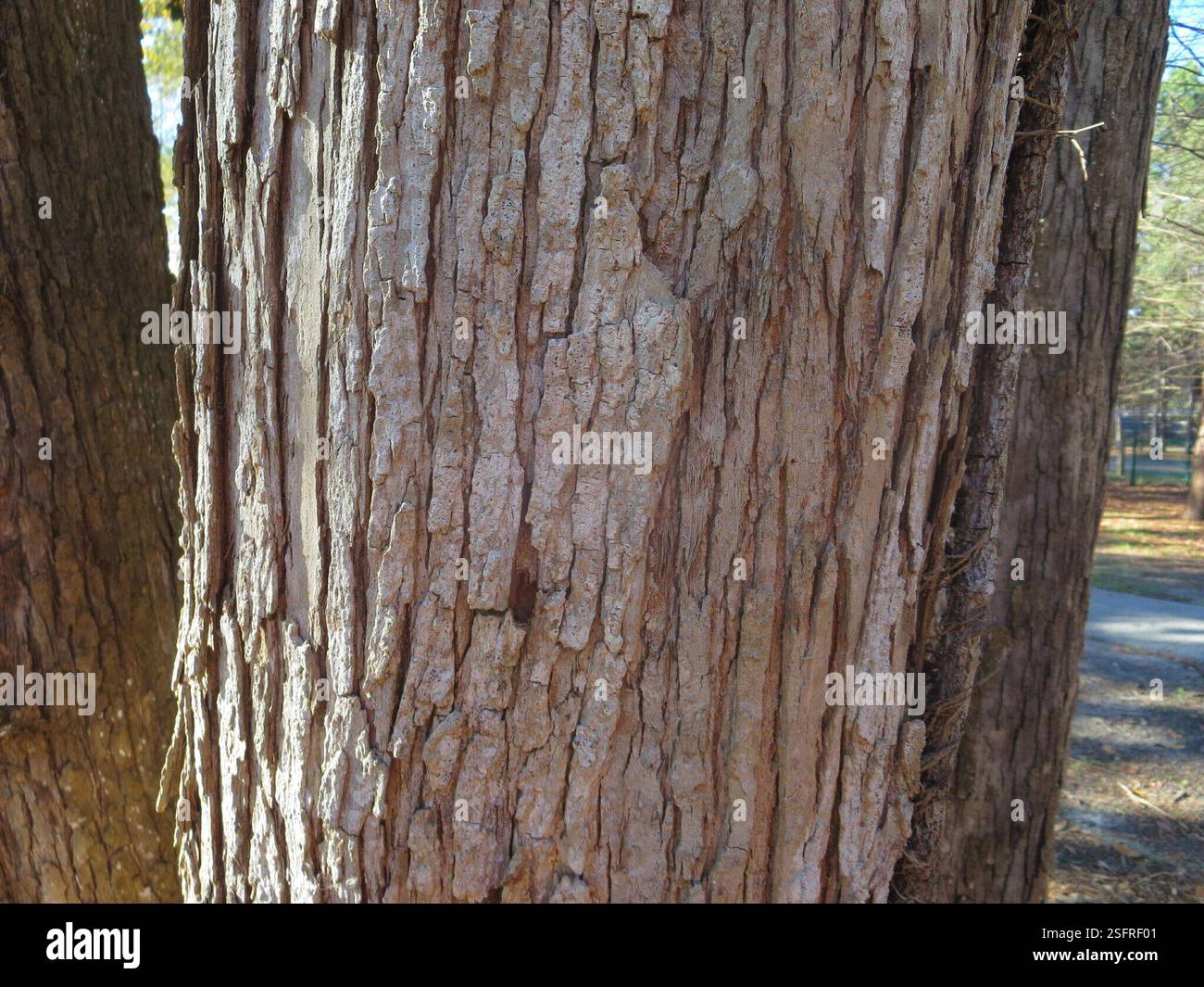 Chinese Tallow (Triadica sebifera), Plantae, Windsor Forest ...