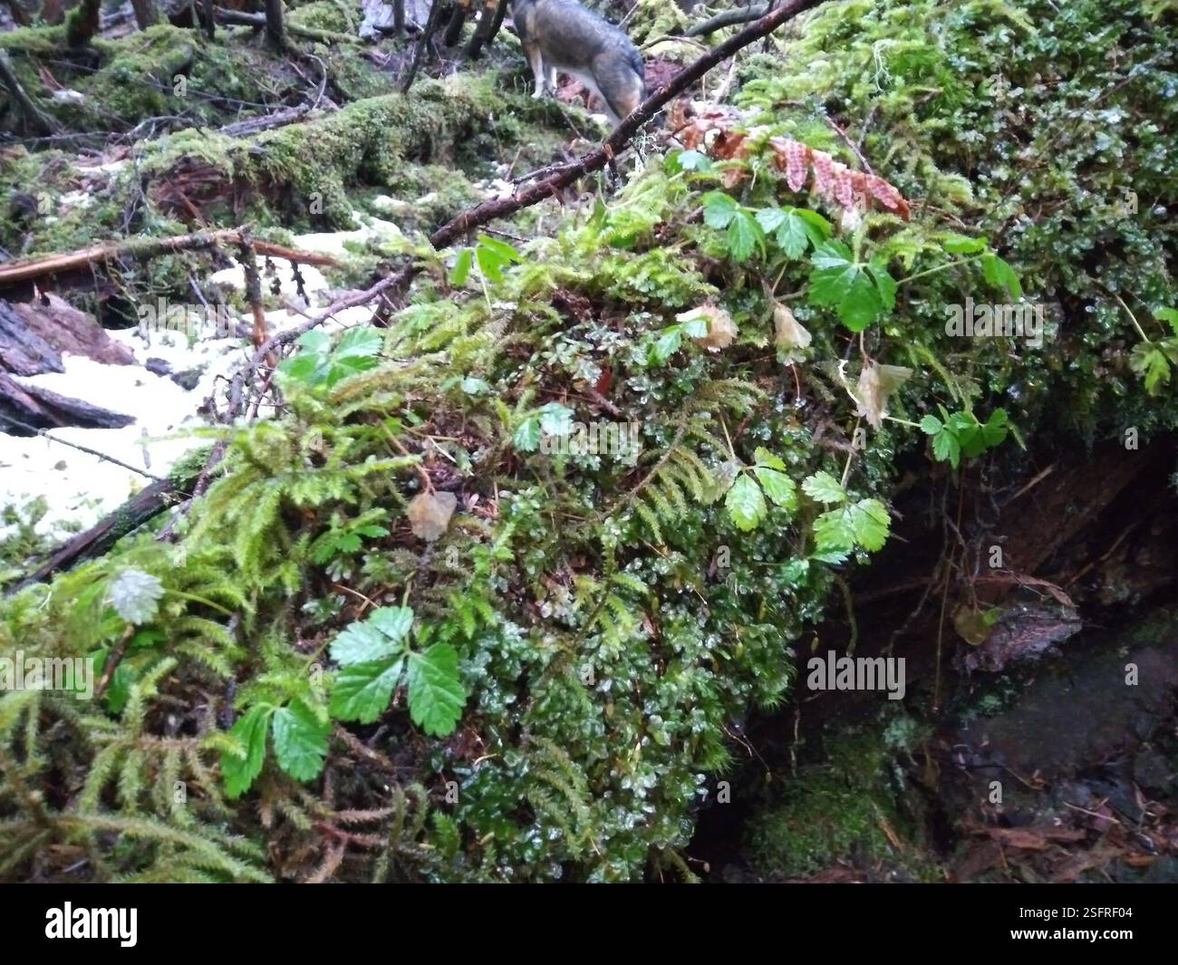 Five-leaf Dwarf Bramble (Rubus pedatus), Plantae, Petersburg, AK 99833 ...