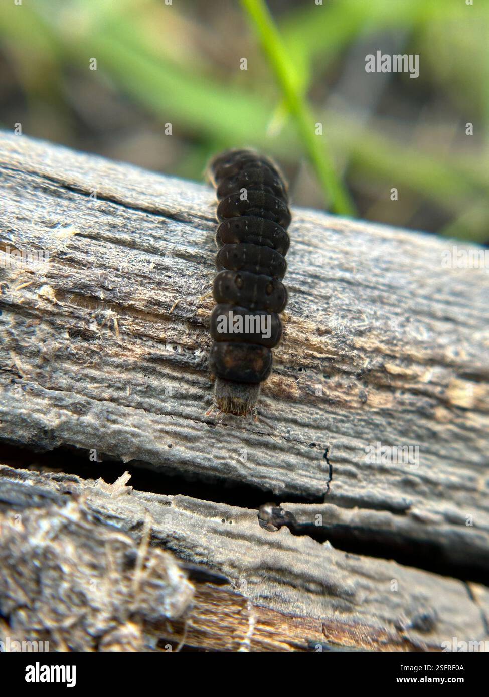 Soldier Beetles (Cantharidae), Insecta, Camp San Luis Obispo, San Luis ...