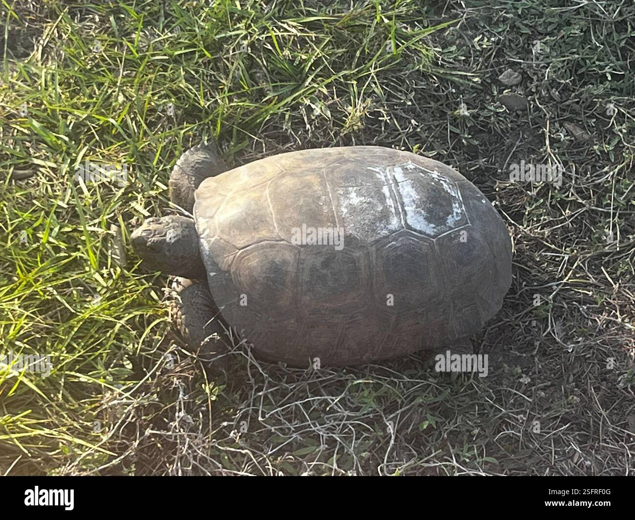 Gopher Tortoise (Gopherus polyphemus), Reptilia, Florida, US Stock ...