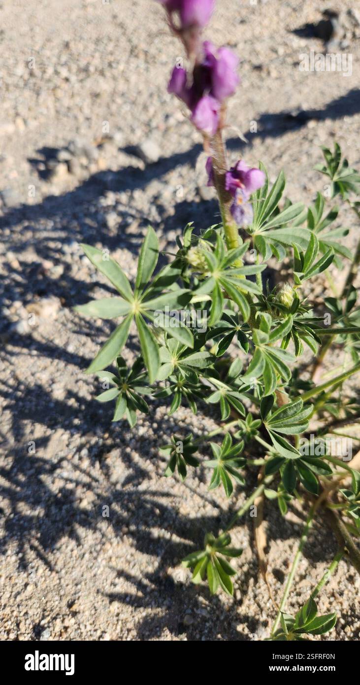 Arizona lupine (Lupinus arizonicus), Plantae, Riverside County, US-CA ...