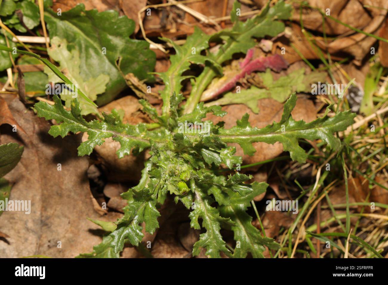 common groundsel (Senecio vulgaris), Plantae, Aigburth Hall Nurseries ...