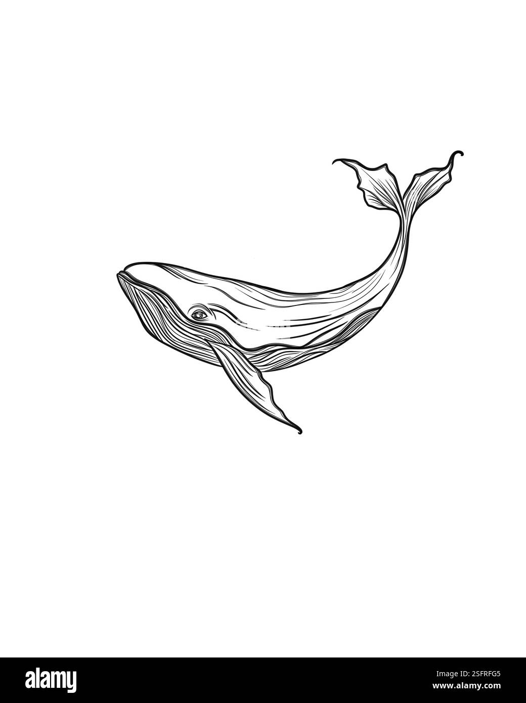Detailed stippling whale illustration. Black and white vintage marine ...