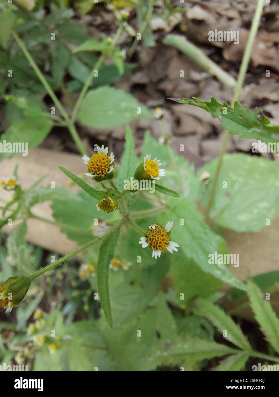Gallant Soldier (Galinsoga parviflora), Plantae, La Pitaya, 91612 ...