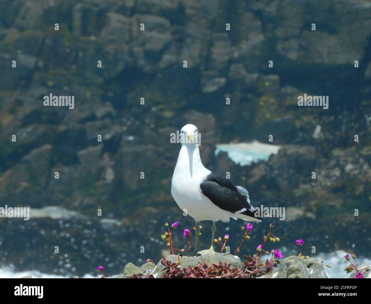 Southern Kelp Gull (Larus dominicanus dominicanus), Aves, Los Molles ...