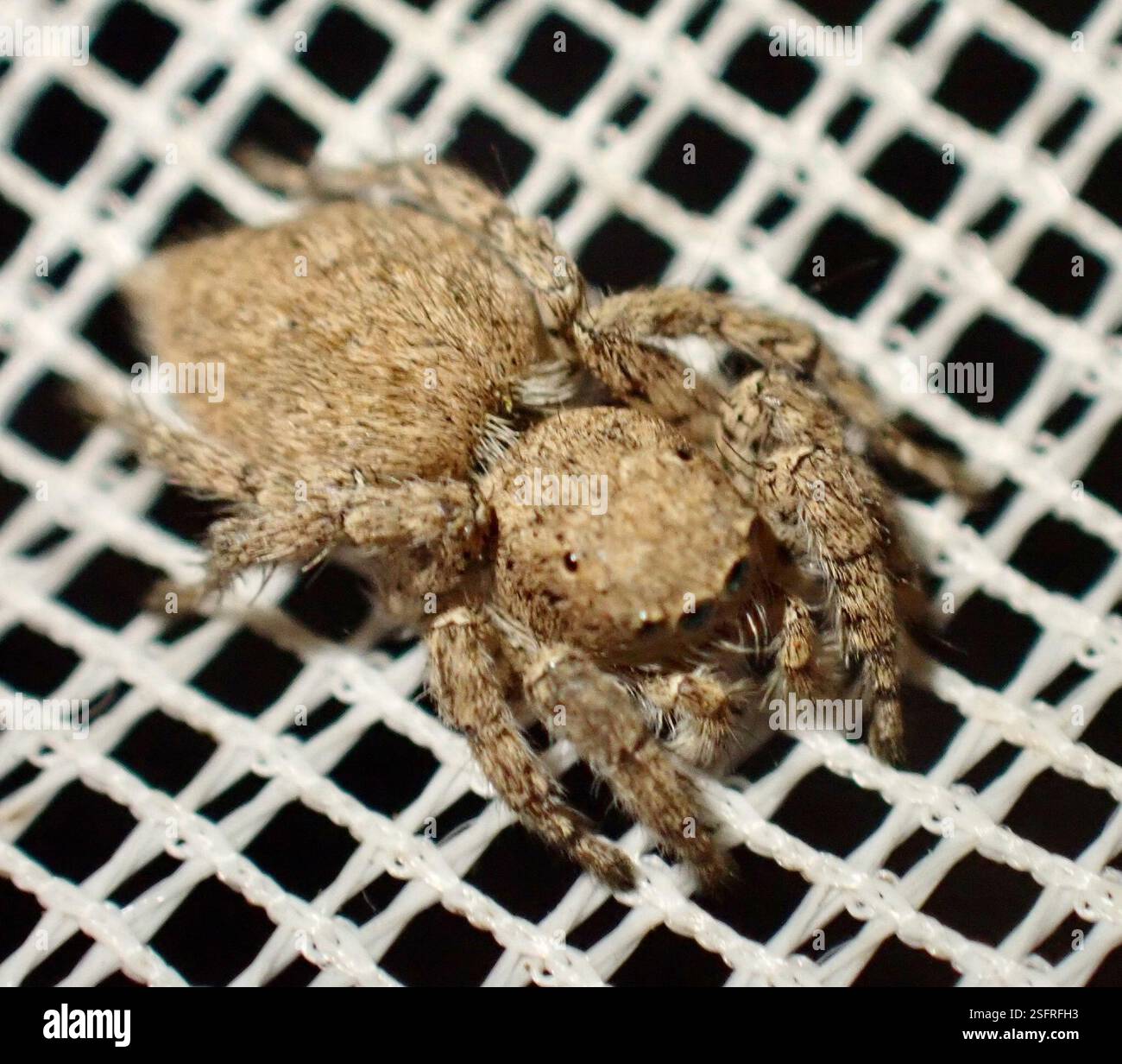 Typical Jumping Spiders (Salticinae), Arachnida, São Vicente, Cape ...