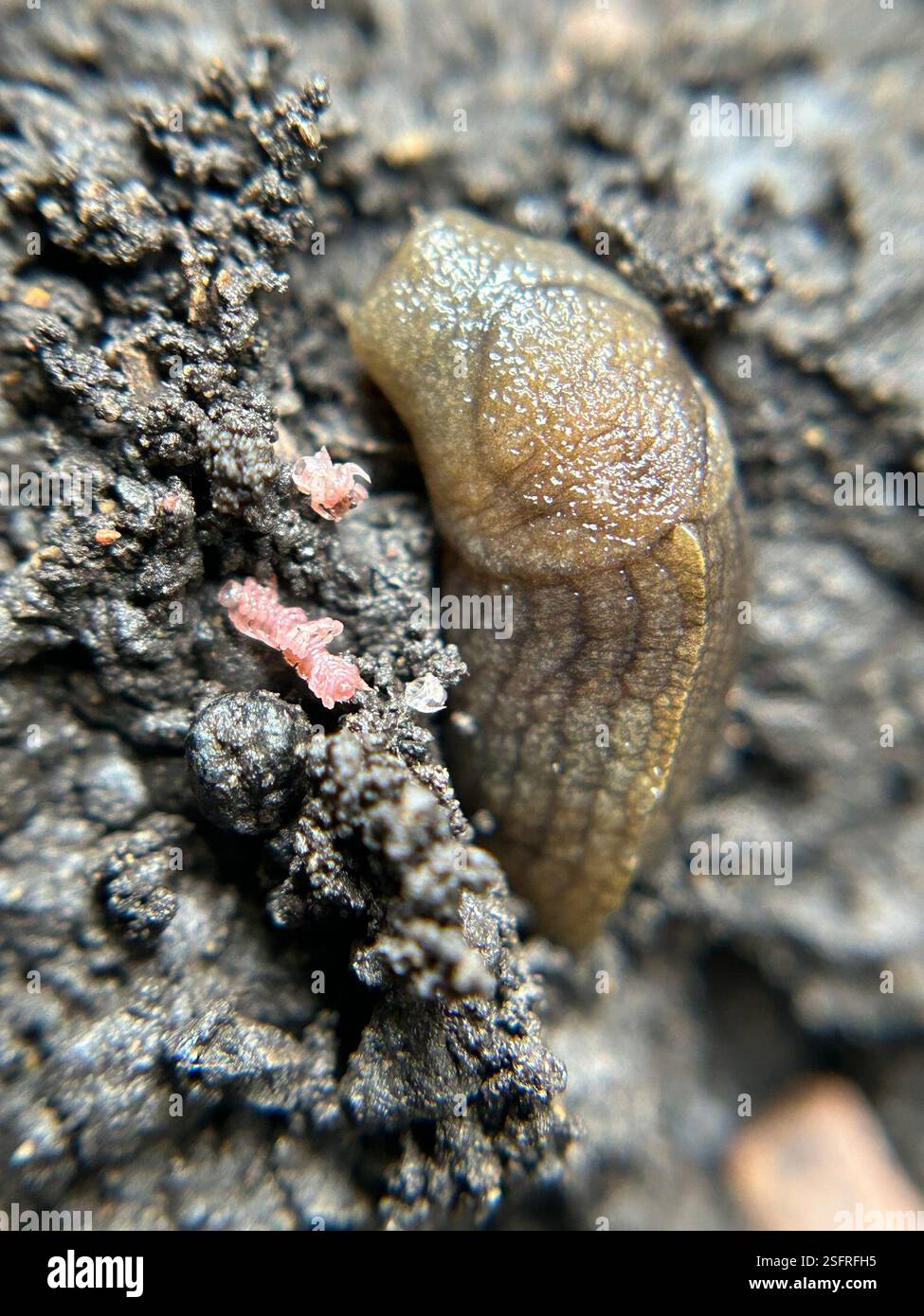 Greenhouse Slug (Milax gagates), Mollusca, Upham St, San Luis Obispo ...