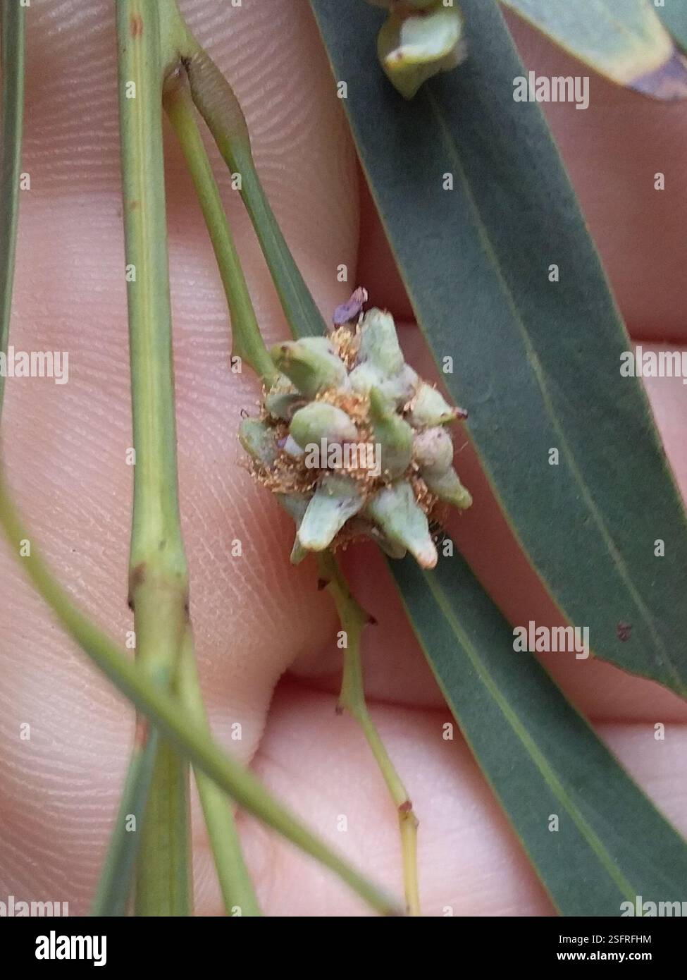 Common Flower Galler (Dasineura glomerata), Insecta, Seaford Meadows SA ...
