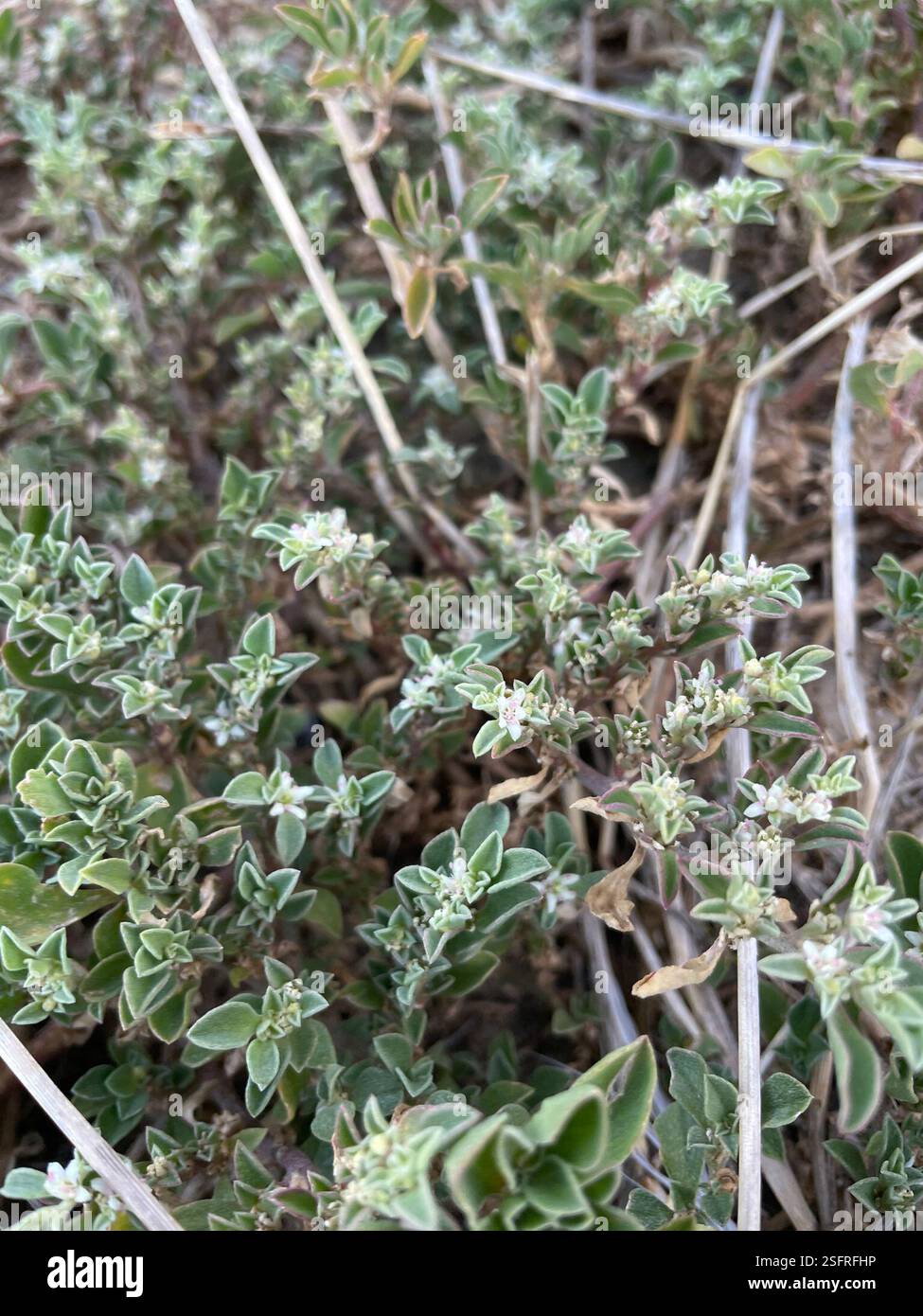 Coastal Galenia (Aizoon pubescens), Plantae, Melbourne VIC, Australia Stock Photo - Alamy