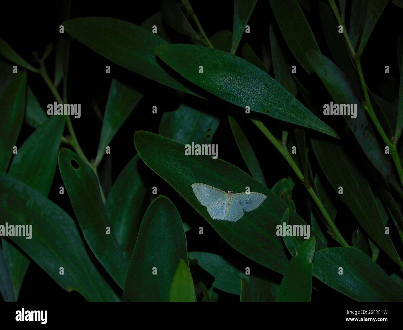 Native cranberry moth (Poecilasthena pulchraria), Insecta, Hobart TAS ...