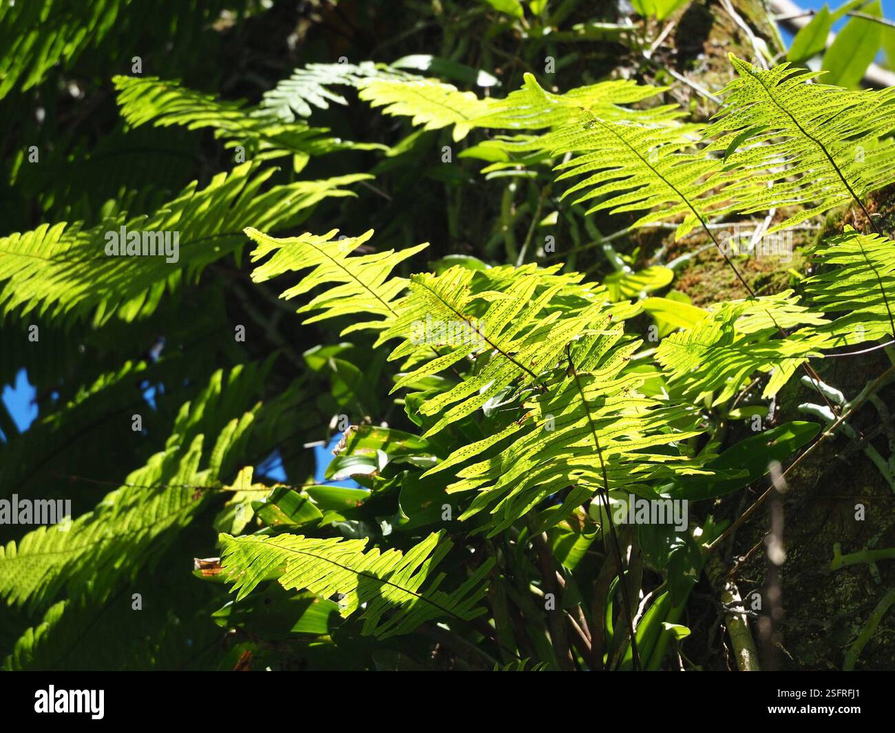 Taiwan Polypody (Goniophlebium formosanum), Plantae, 台灣新北市 Stock Photo ...