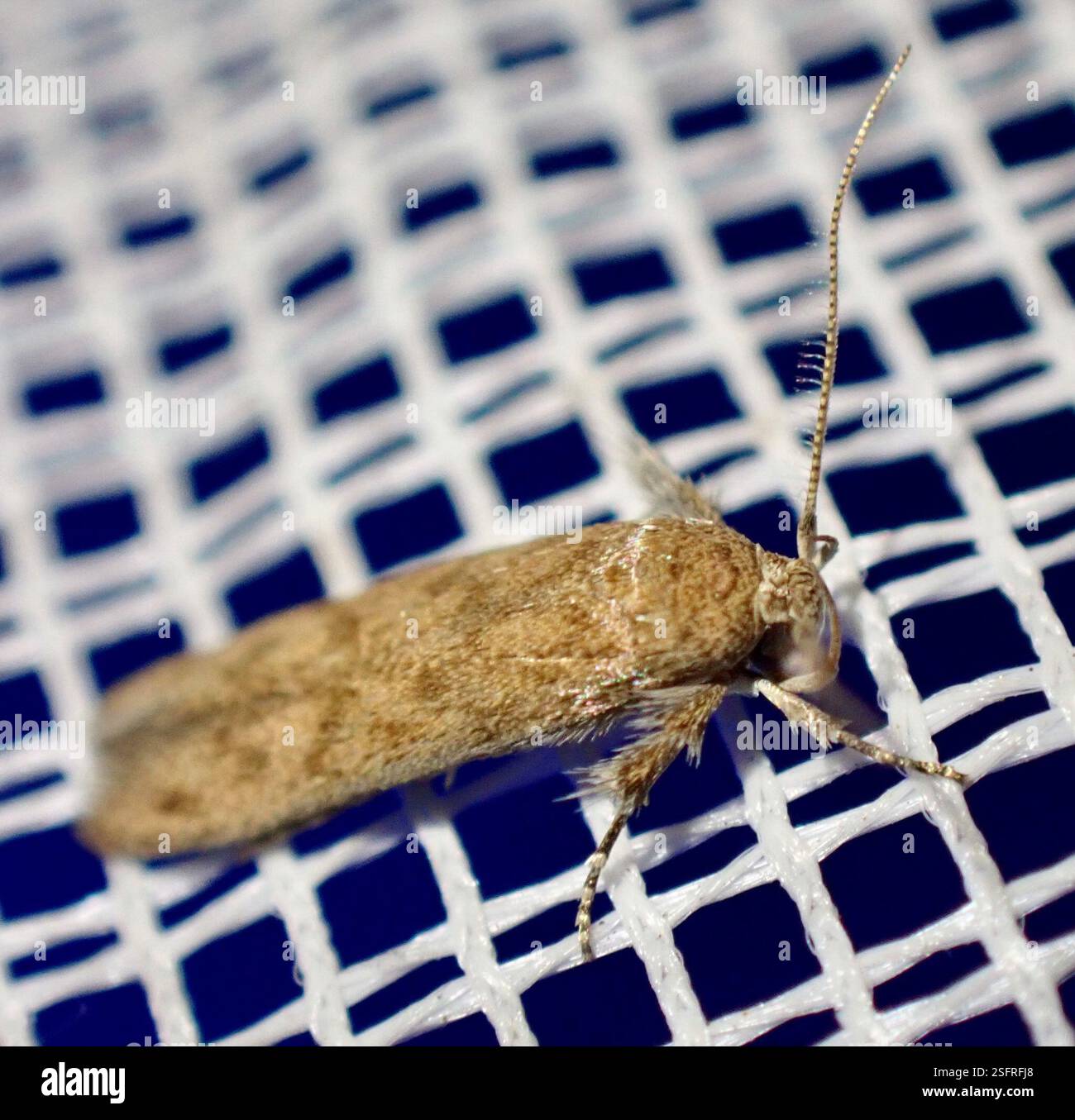 Curved-horn Moths (Gelechioidea), Insecta, Santo Antão, Cape Verde, CV ...