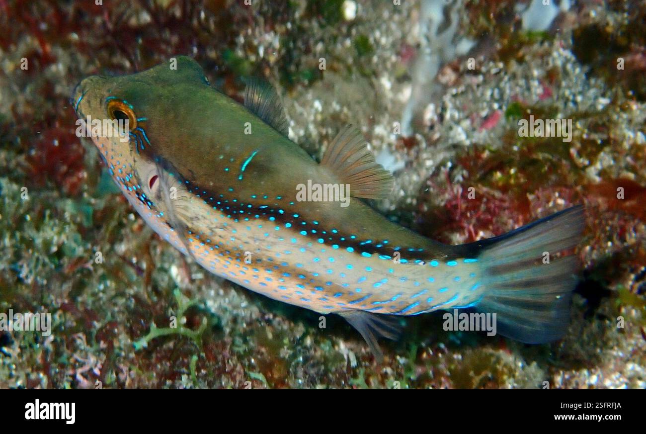 Macaronesian Toby (Canthigaster capistrata), Actinopterygii, Baía da ...