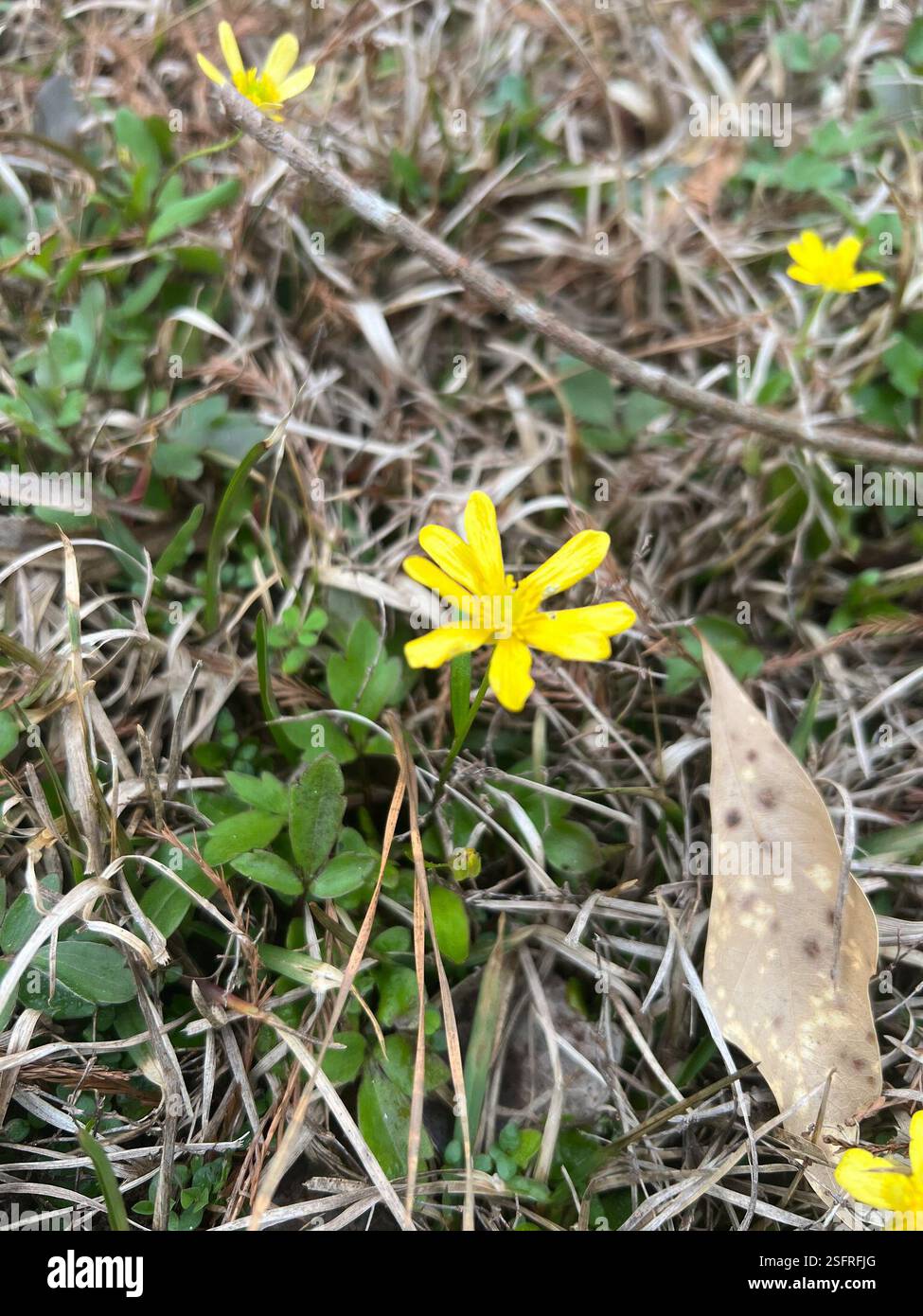 Early Buttercup (Ranunculus fascicularis), Plantae, Bienville National ...