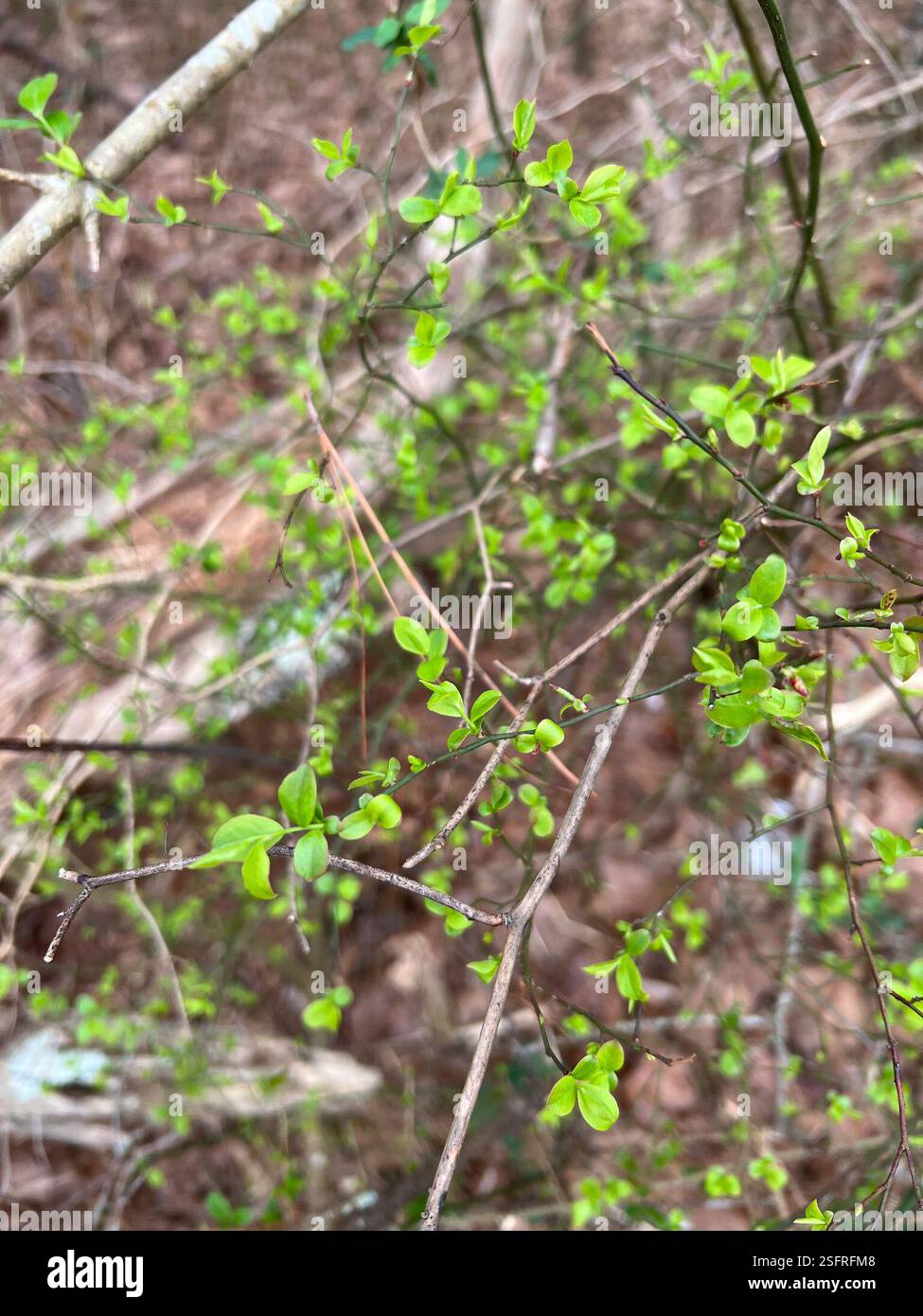 mayberry (Vaccinium elliottii), Plantae, Bienville National Forest ...