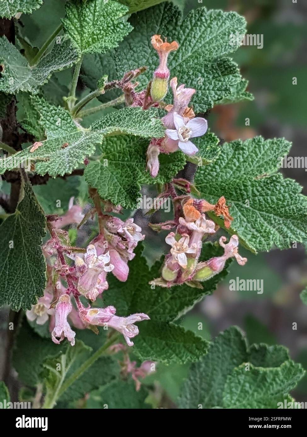 Chaparral Currant (Ribes malvaceum), Plantae, Los Altos Hills, CA 94022 ...