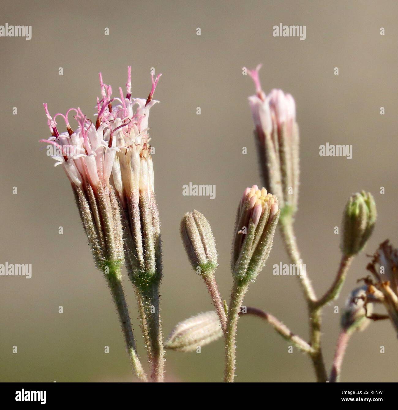 Desert Needles (Palafoxia arida arida), Plantae, Henderson Canyon Rd ...