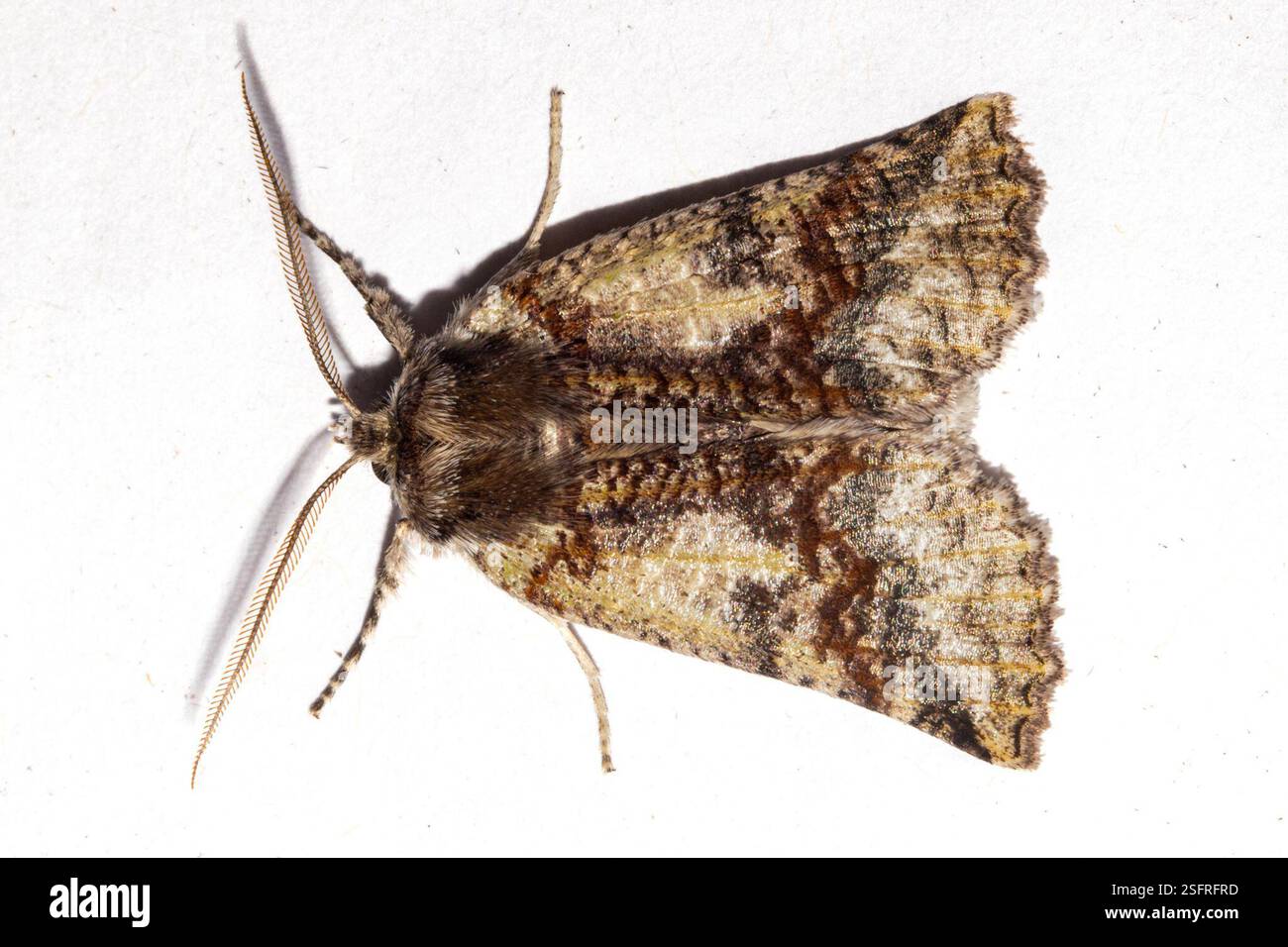 Forest Semilooper (Declana floccosa), Insecta, Southland District ...