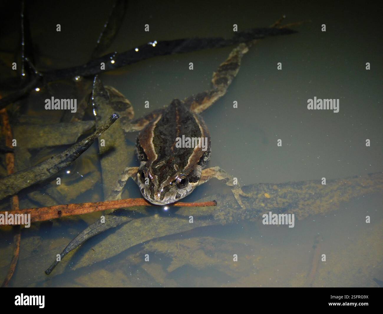 Common Eastern Froglet (Crinia signifera), Amphibia, Hobart TAS ...